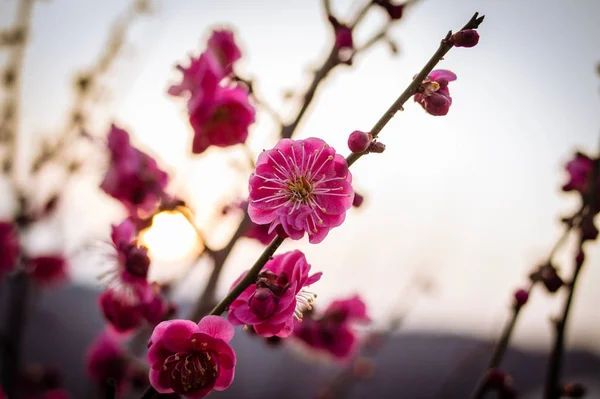 The plum flowers in the sunset - Stock Image - Everypixel