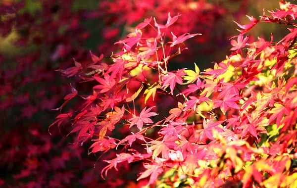 Beautiful maple tree in autumn - Stock Image - Everypixel