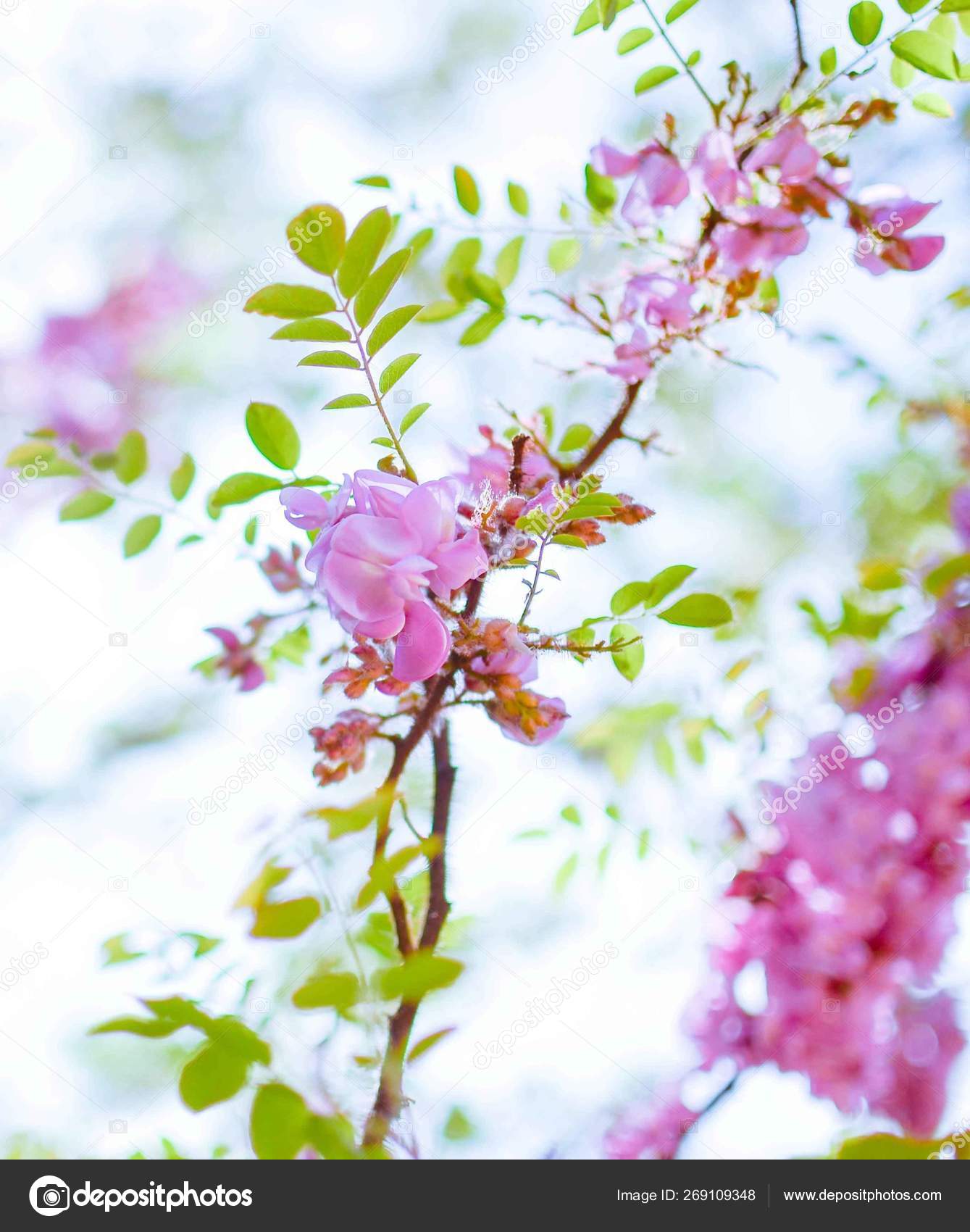 Beautiful Blooming Tree Garden — Stock Photo © Imaginechina-Tuchong ...