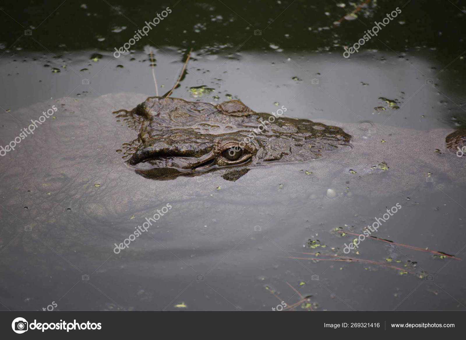 Crocodile Animal Alligator Predator — Stock Photo © Imaginechina ...