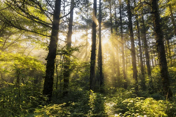sun rays in the forest. - Stock Image - Everypixel