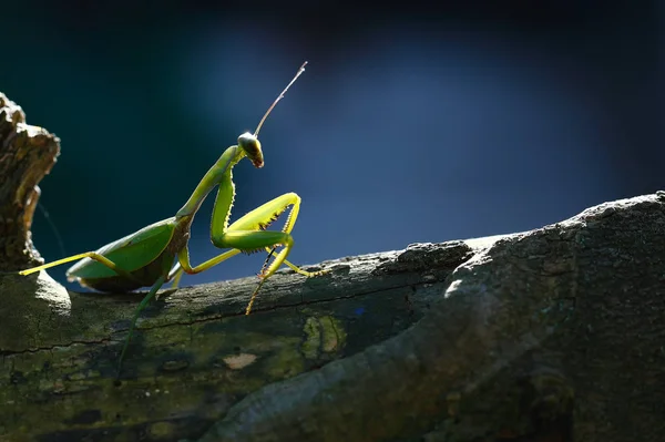 Mantis flies Stock Photos, Royalty Free Mantis flies Images | Depositphotos