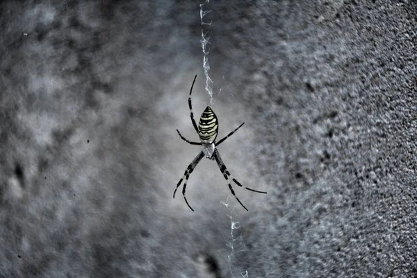 Spider Web Flora Fauna — Stock Photo © Imaginechina-Tuchong #292940466
