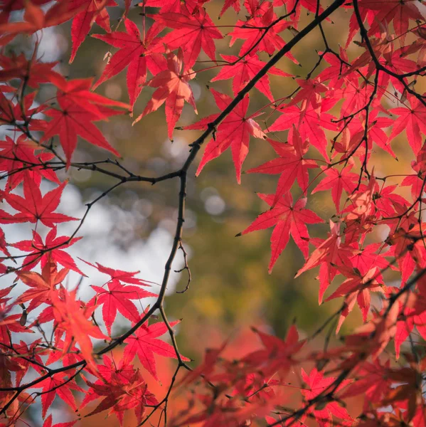 Beautiful colorful maple leaves on tree in autumn - Stock Image ...