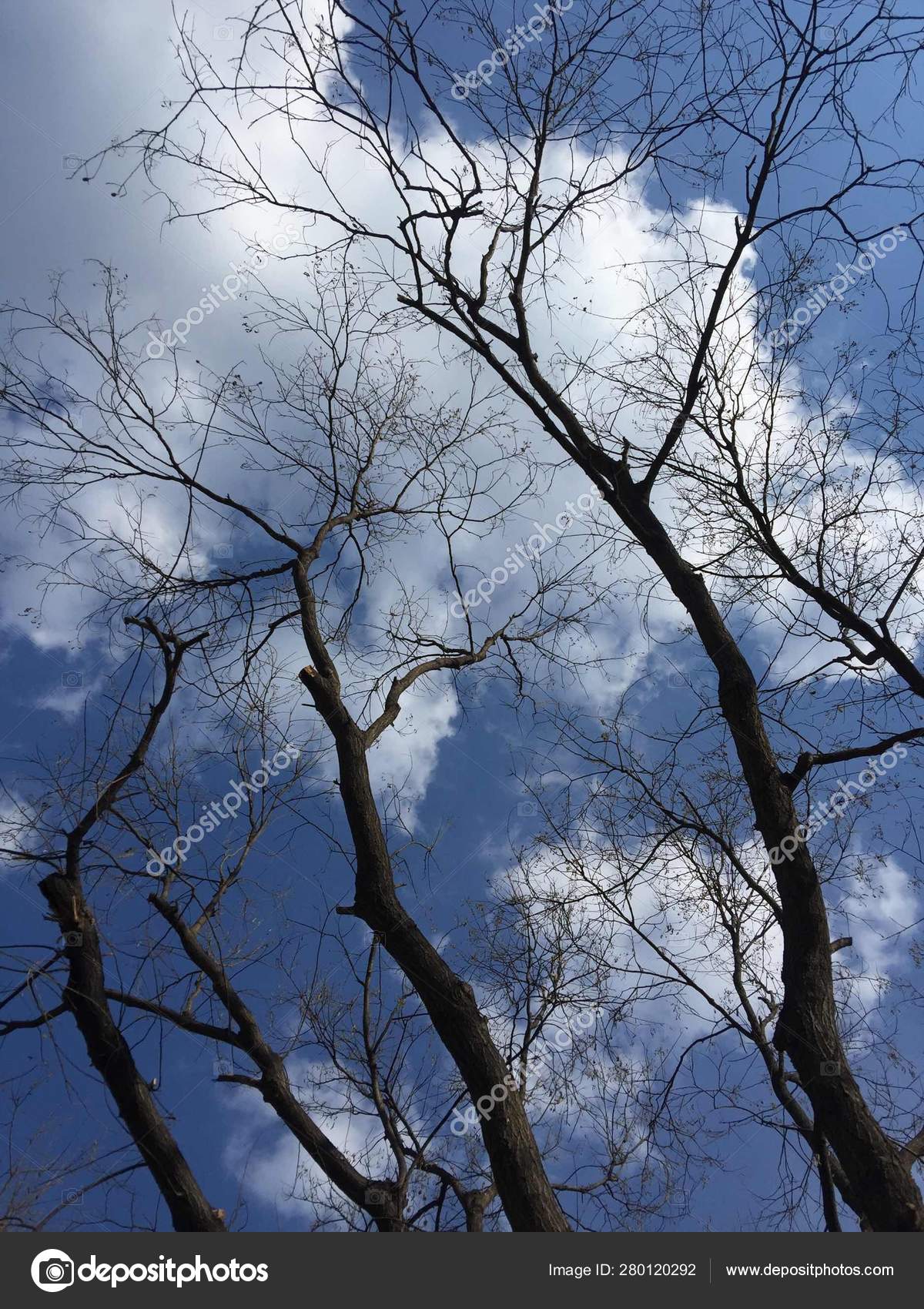 Trees Beautiful Sky — Stock Photo © Imaginechina-Tuchong #280120292