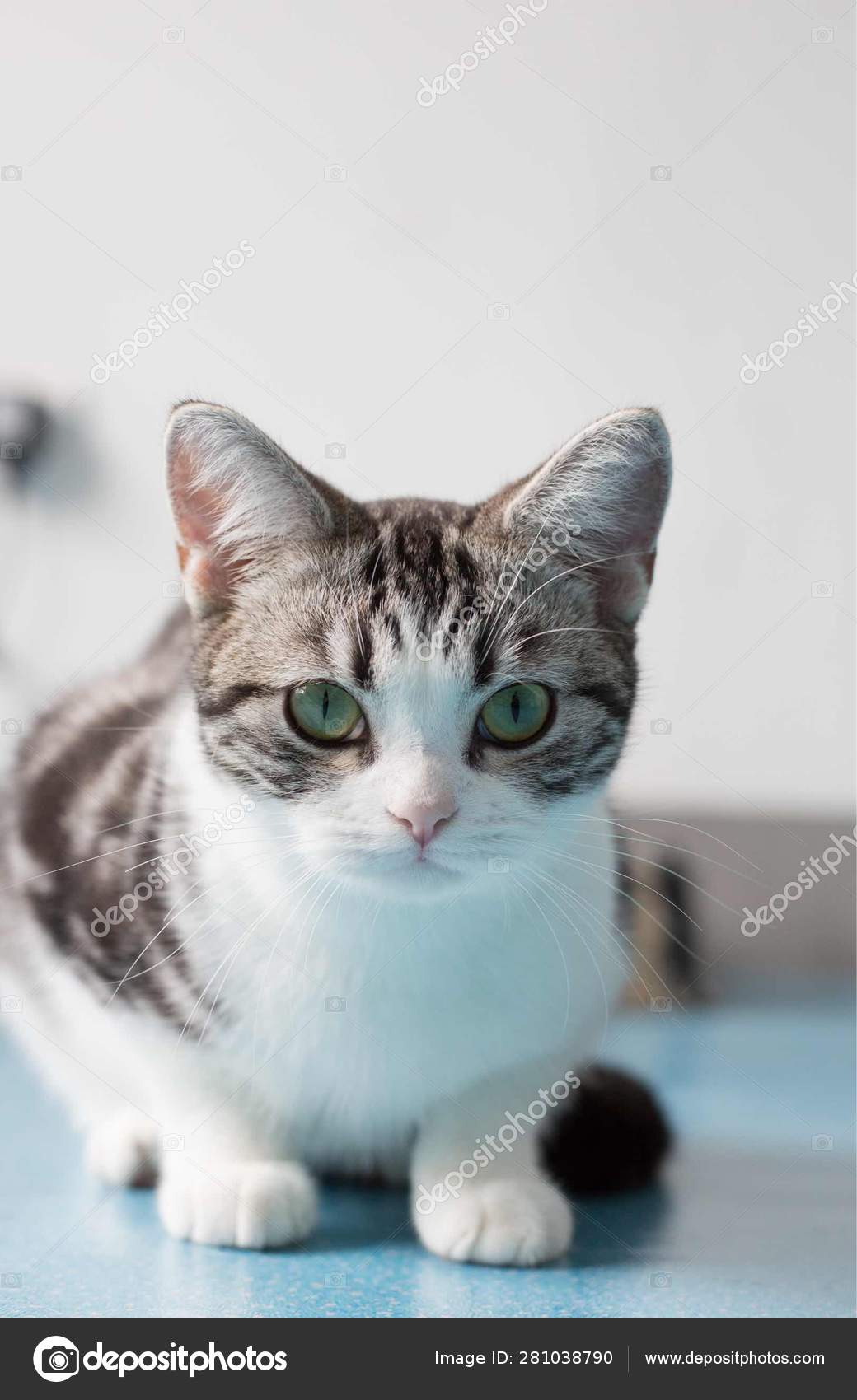 Cute Cat Street — Stock Photo © Imaginechina-Tuchong #281038790