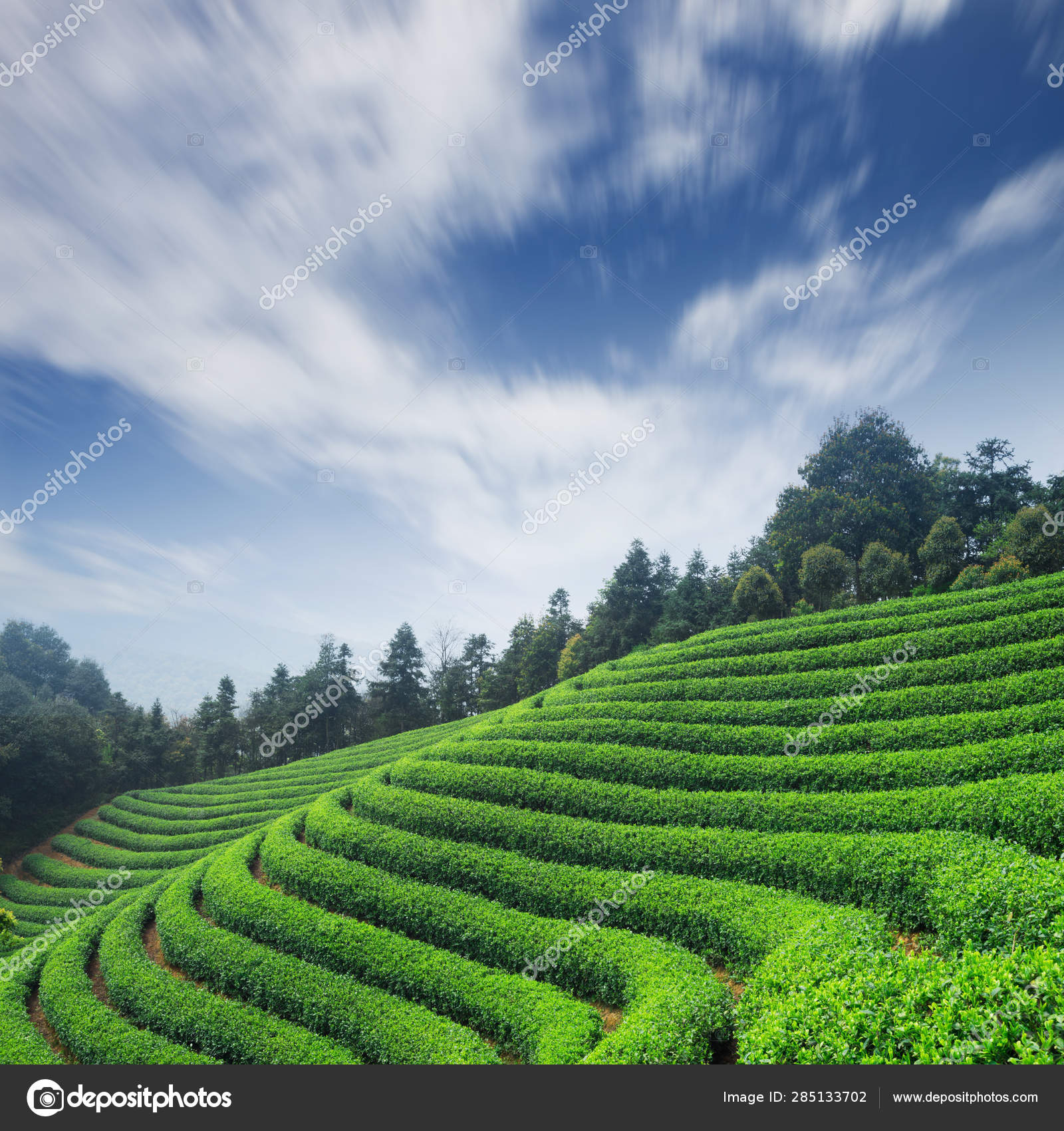 Beautiful Tea Plantation Landscape 12,198 Landscape Tea Field Stock