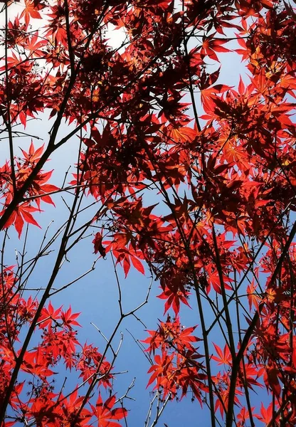red leaves, autumn leaves, tree flora - Stock Image - Everypixel