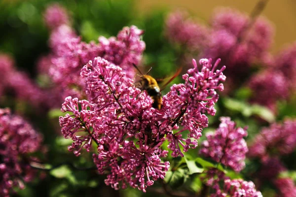 purple flowers petals, nature and fora - Stock Image - Everypixel