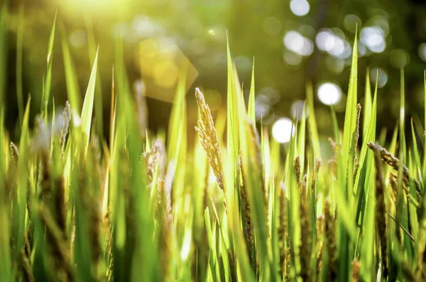 Selective Focus Light Green Grass Forest Background Stock Photo by ...