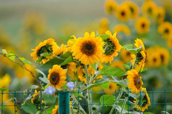 August Stock Photos, Royalty Free August Images | Depositphotos