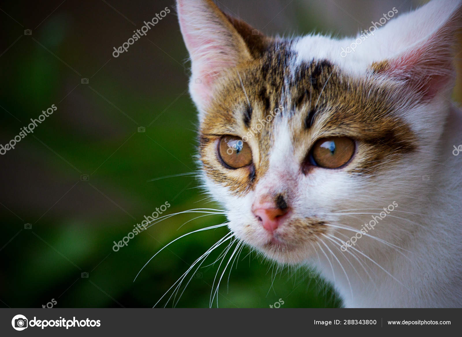 Close View Cute Furry Cat — Stock Photo © Imaginechina-Tuchong #288343800