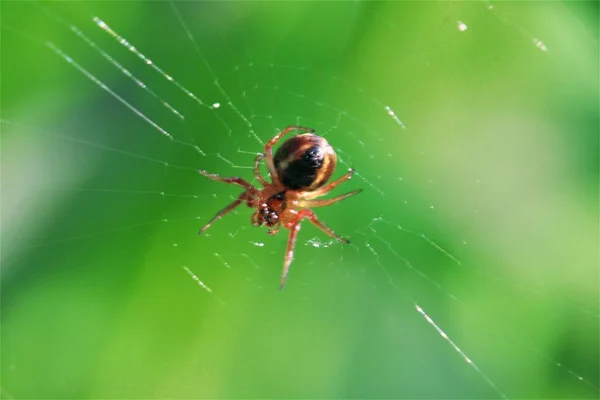 Spider Web Flora Fauna — Stock Photo © Imaginechina-Tuchong #292940466