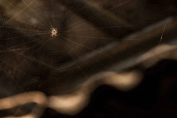 Spider Web Dark Background — Free Stock Photo © spaceneospace #316678732