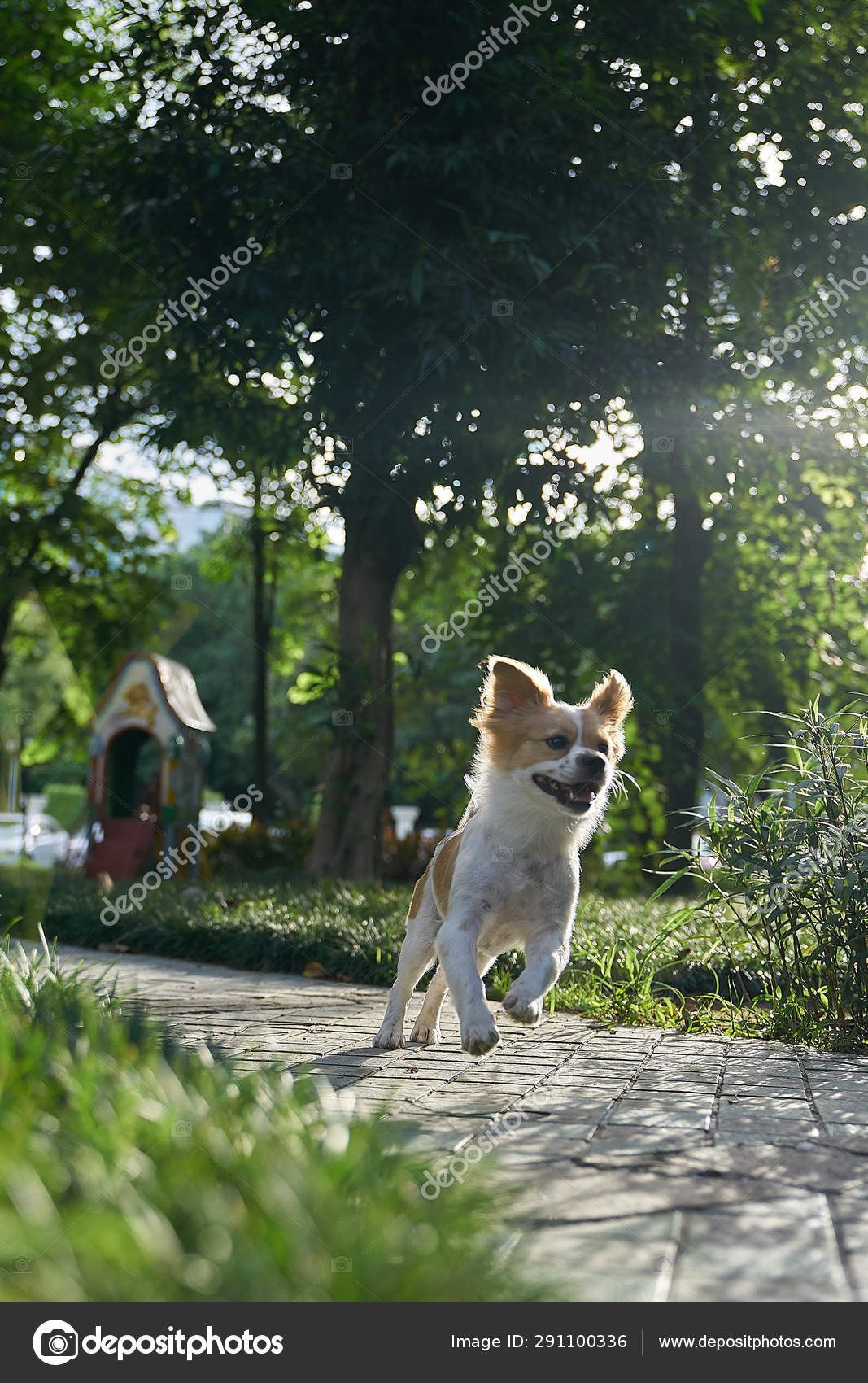 Cute Dog Park — Stock Photo © Imaginechina-Tuchong #291100336