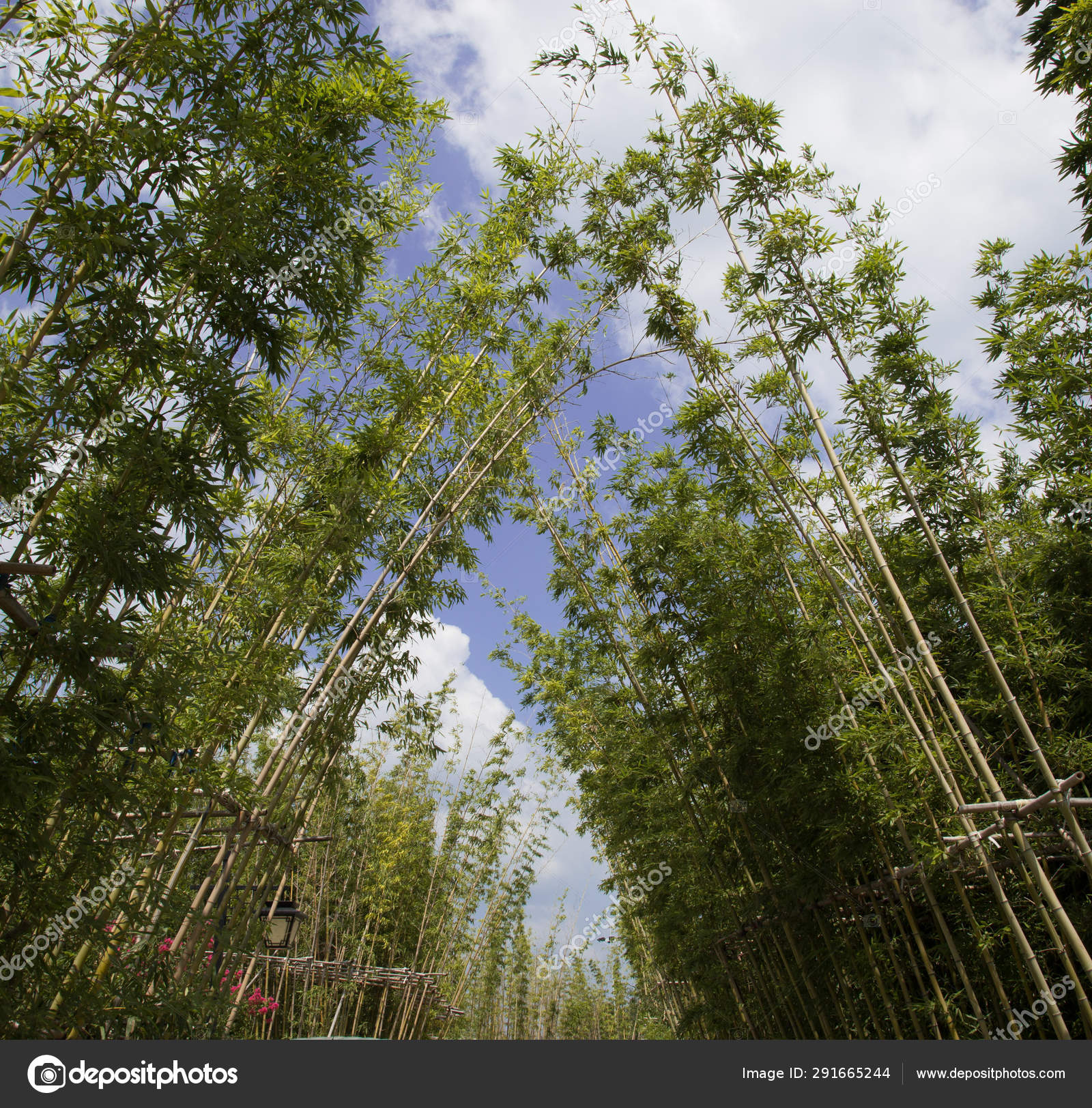 Trees Forest Flora Environment Nature — Stock Photo © Imaginechina ...