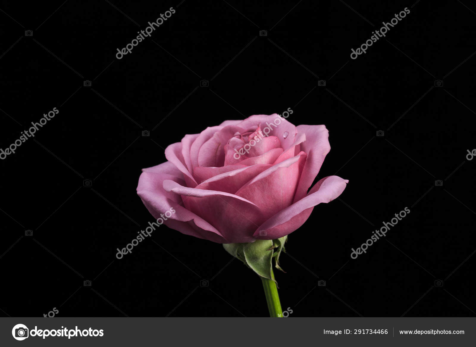 Pink Rose Black Background Stock Photo by ©Imaginechina-Tuchong 291734466