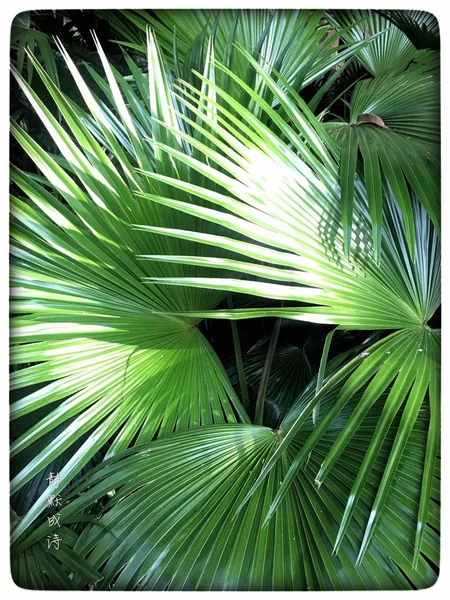 palm tree leaves, tropical flora - Stock Image - Everypixel