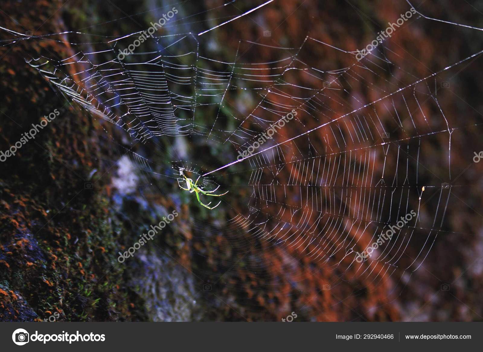 Spider Web Flora Fauna — Stock Photo © Imaginechina-Tuchong #292940466