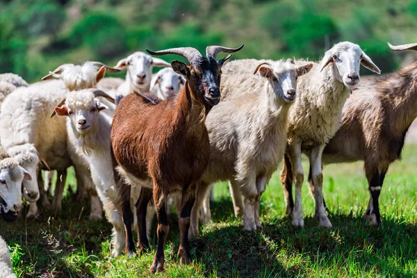 Groep van geiten images libres de droit, photos de Groep van geiten ...
