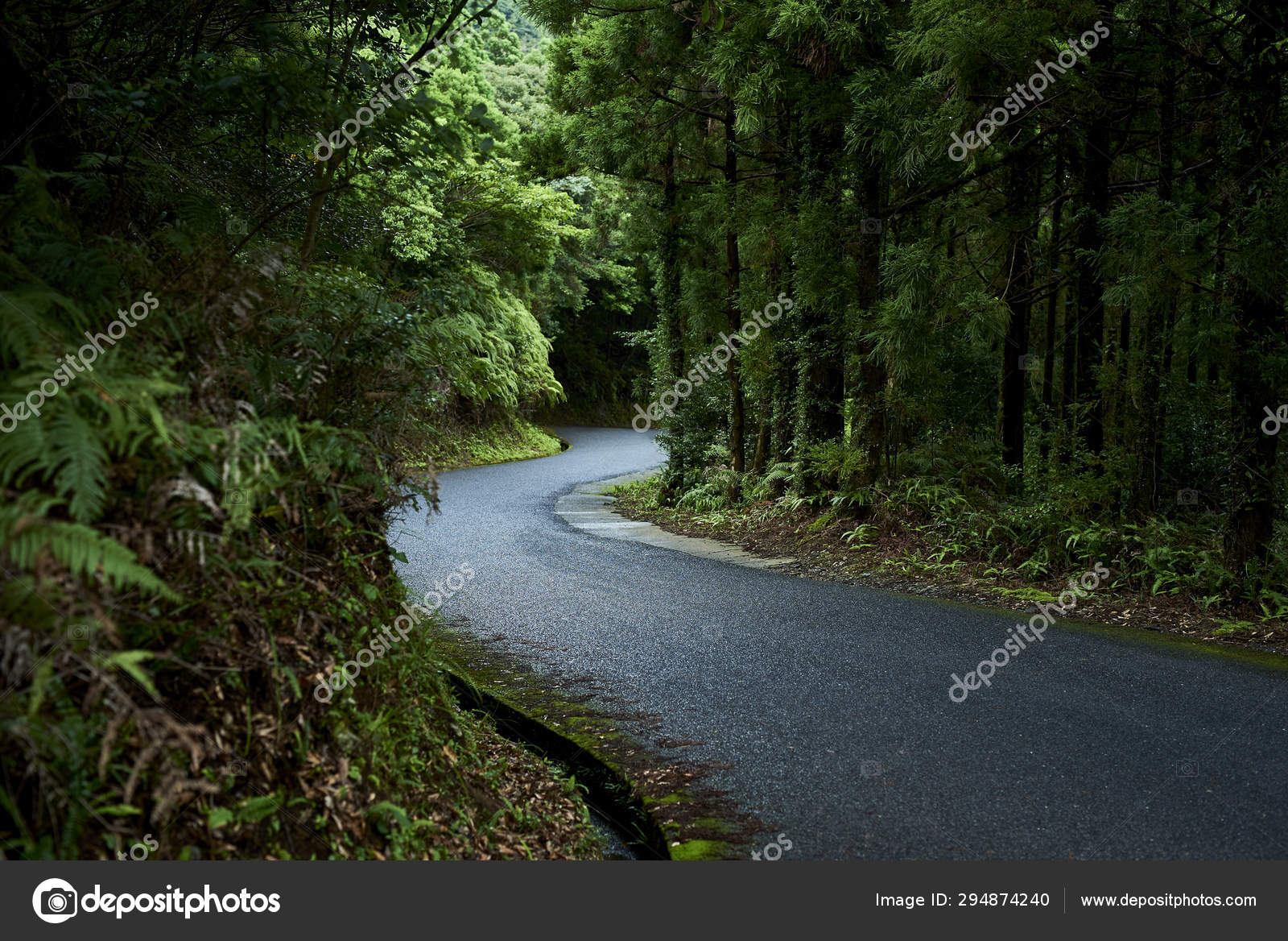 Empty Road Forest Stock Photo by ©Imaginechina-Tuchong 294874240