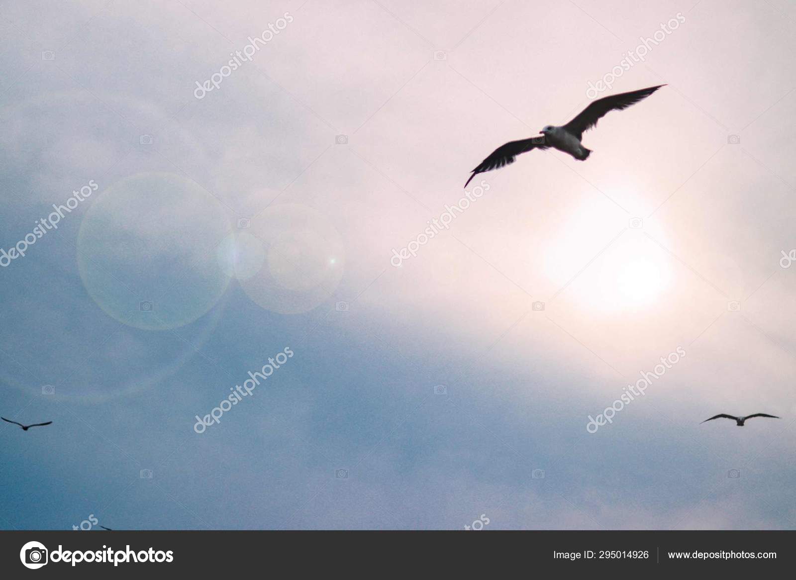 Freedom Bird Flight Flying Bird Nature Fauna — Stock Photo ...
