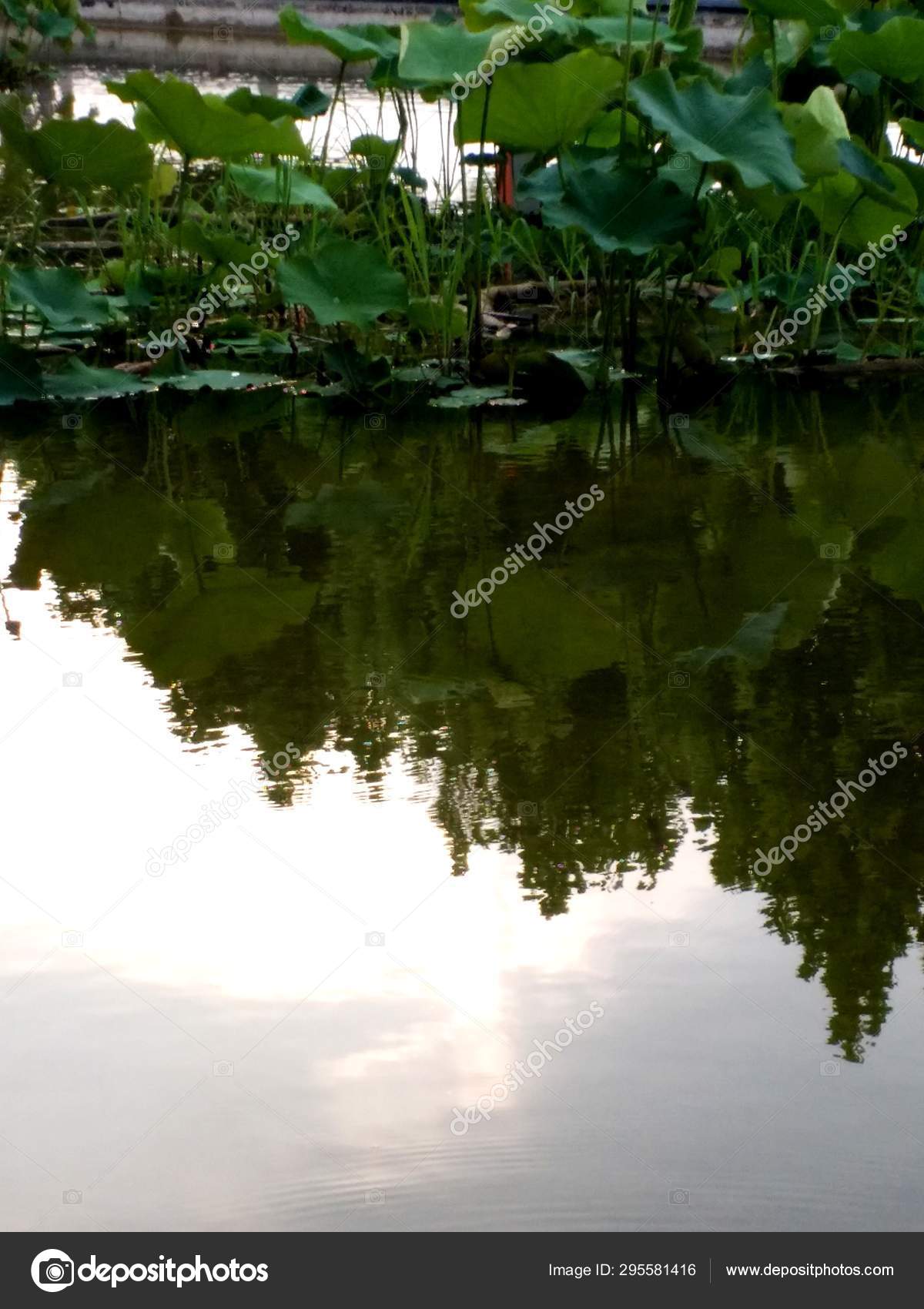 Beautiful Pond Water Drops — Stock Photo © Imaginechina-Tuchong #295581416