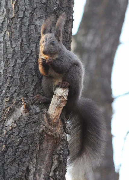 squirrel animal, flora and fauna - Stock Image - Everypixel