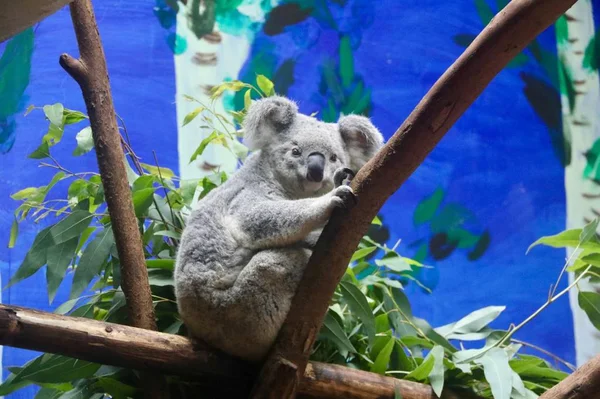 koala in zoo, animal wildlife - Stock Image - Everypixel