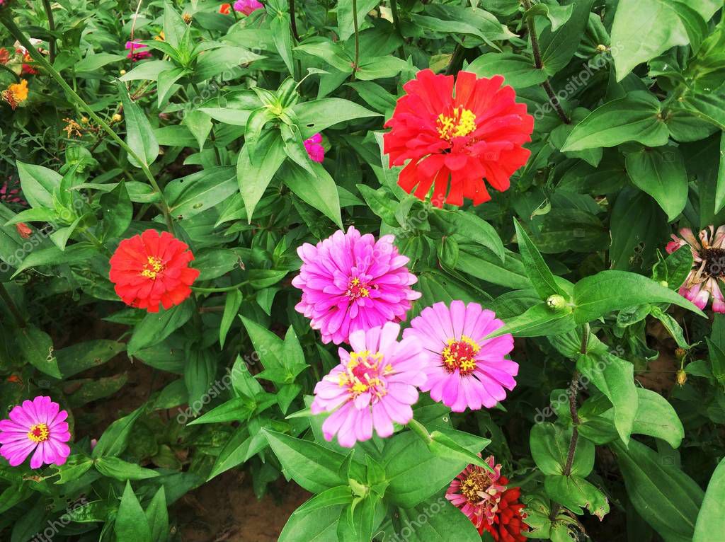 hermosas flores en el jardín 2024
