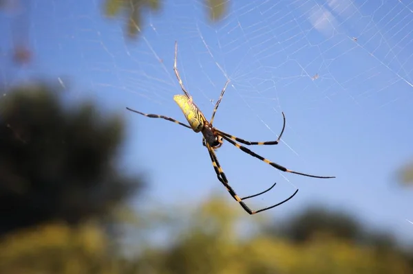 Spider Web Flora Fauna — Stock Photo © Imaginechina-Tuchong #301194282