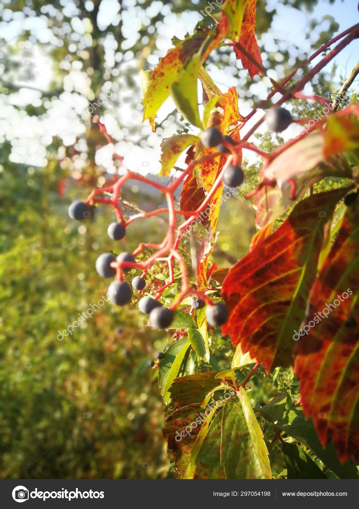 Red Berries Tree Branch — Stock Photo © Imaginechina-Tuchong #297054198