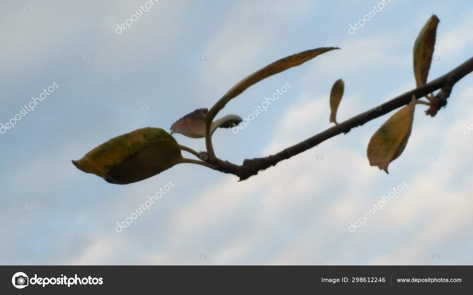 Close View Tree Branch — Stock Photo © Imaginechina-Tuchong #298612246