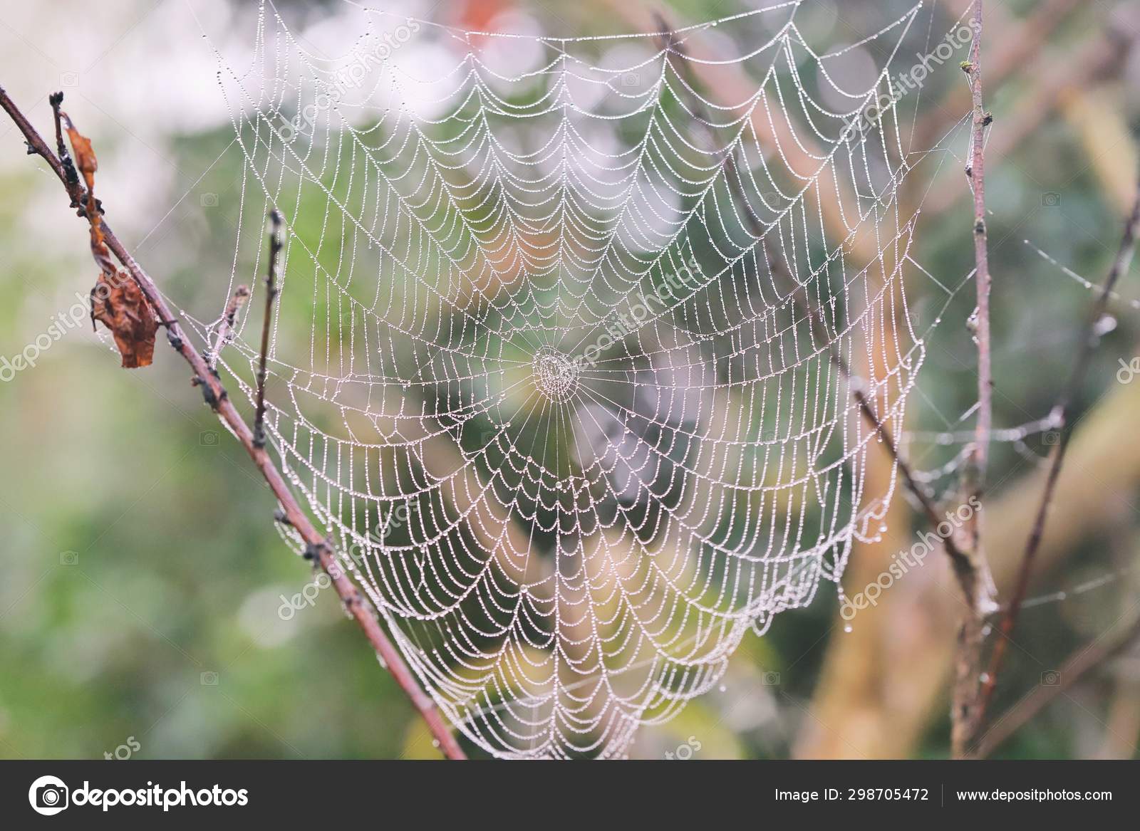 Spider Web Flora Fauna — Stock Photo © Imaginechina-Tuchong #298705472