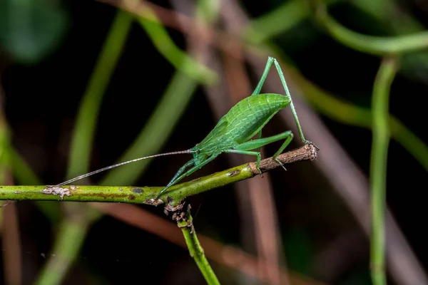 animal insect, small fauna bug - Stock Image - Everypixel