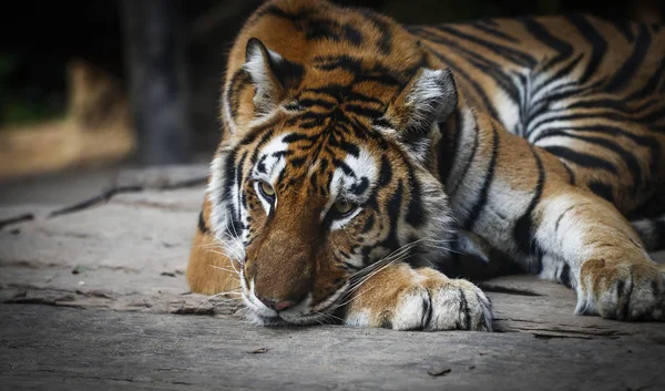 striped tiger animal, predator mammal - Stock Image - Everypixel