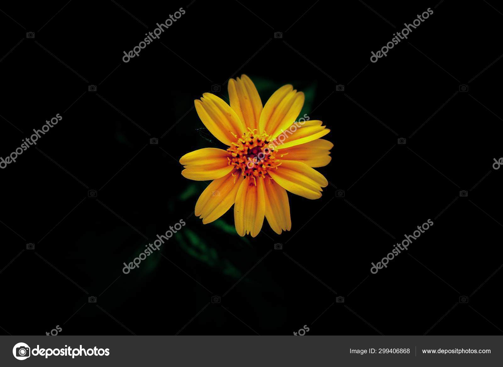 Beautiful Flower Black Background — Stock Photo © Imaginechina-Tuchong ...