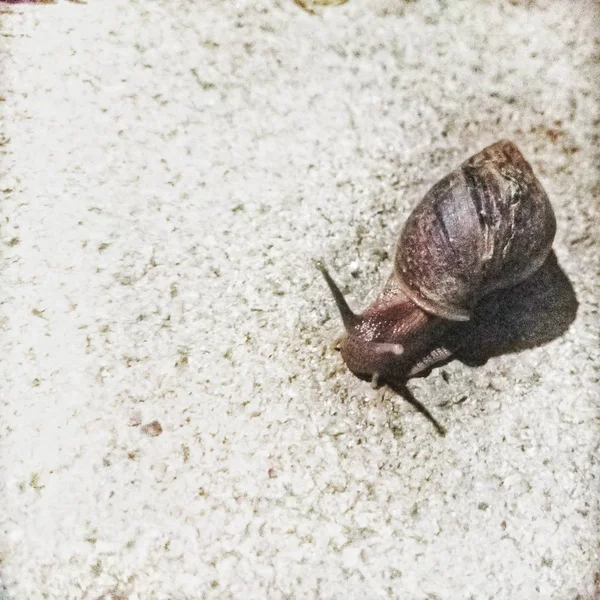 snail mollusk, slimy animal, flora and fauna - Stock Image - Everypixel