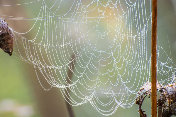 Spider Web Flora Fauna — Stock Photo © Imaginechina-Tuchong #298705472