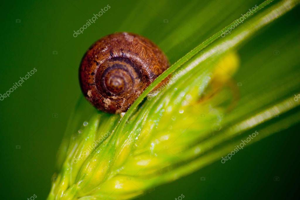 insecto caracol, flora y fauna 2024