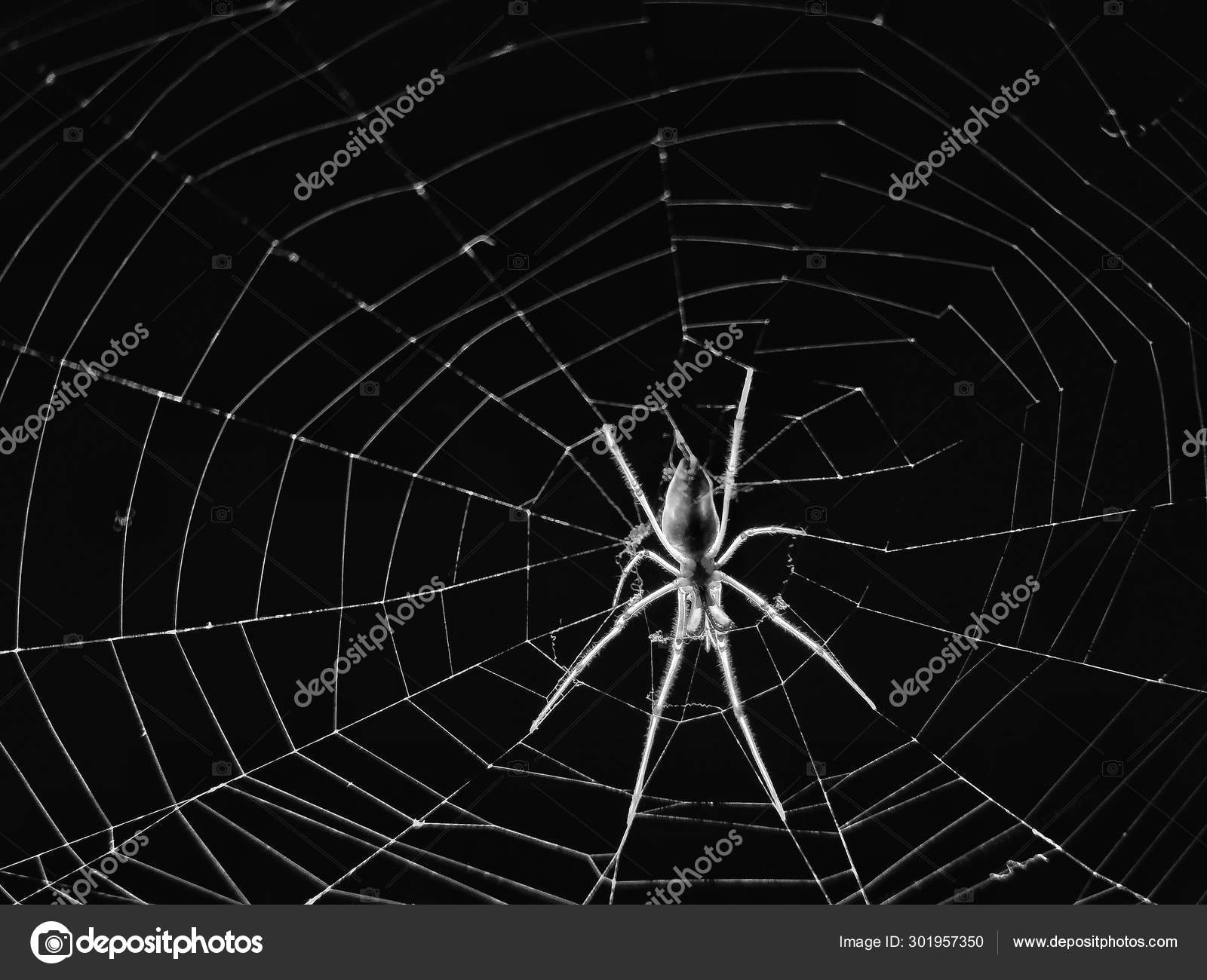 Macro Spider Web Wildlife Stock Photo by ©Imaginechina-Tuchong 301957350