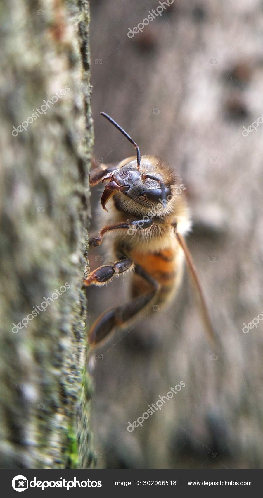 Bee Tree — Stock Photo © Imaginechina-Tuchong #302066518
