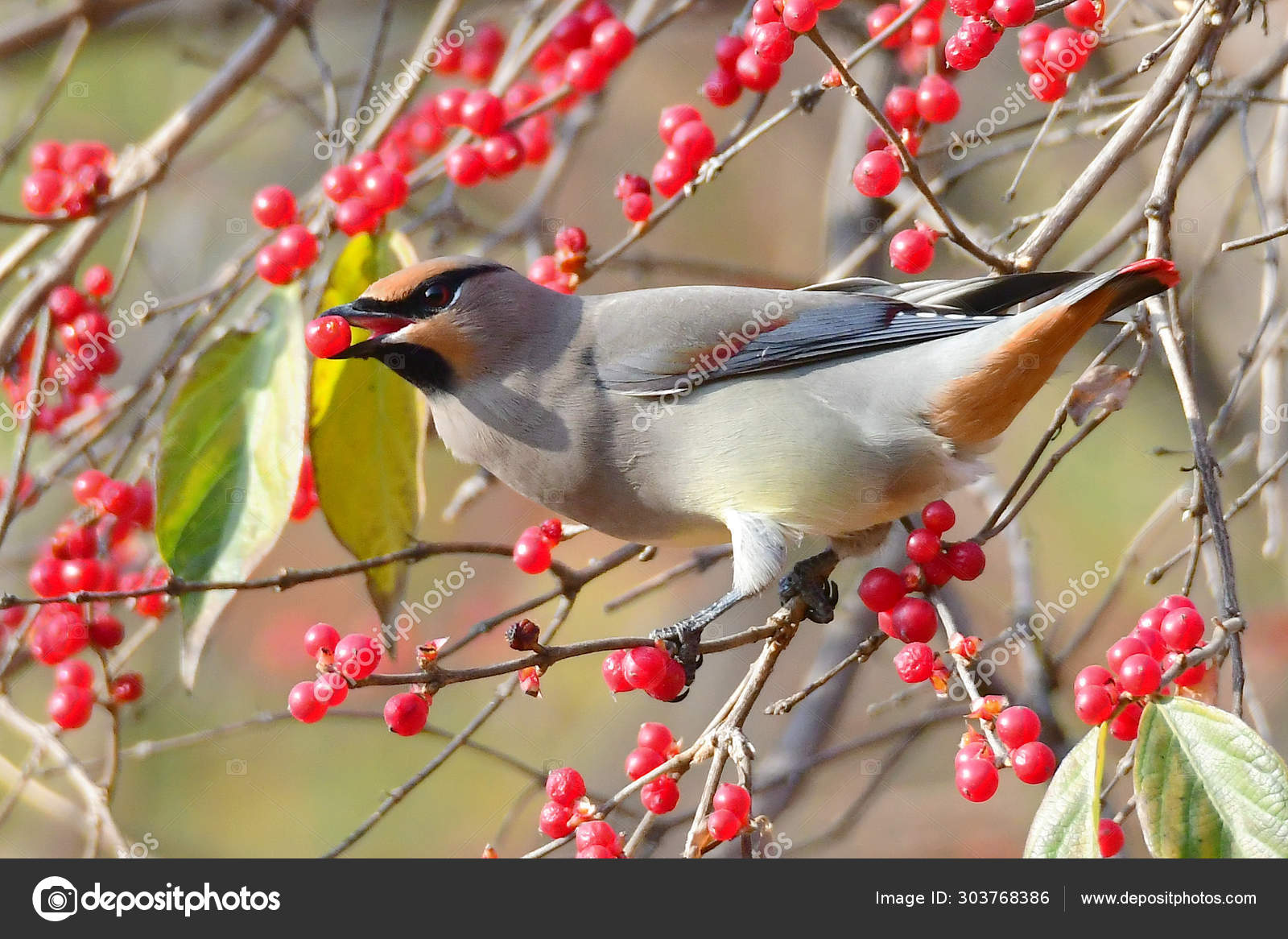 Red Pink Bird Tree Stock Photo by ©Imaginechina-Tuchong 303768386