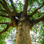 Giant camphor tree Stock Photo by ©yurizap 10614771