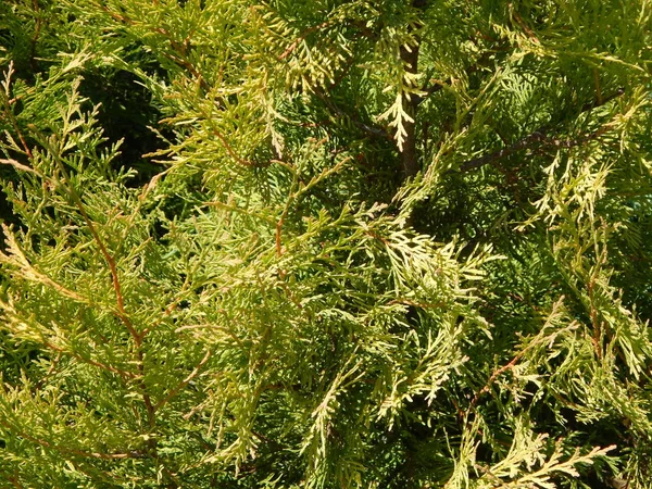 Bird tui Stock Photos, Royalty Free Bird tui Images | Depositphotos