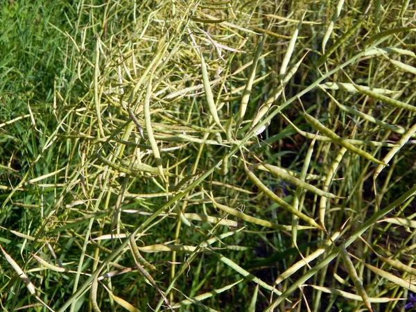 Tige de riz sauvage images libres de droit, photos de Tige de riz ...