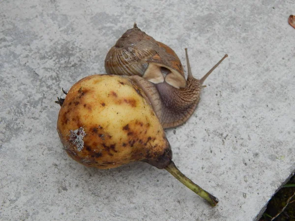 Snail and tortoise Stock Photos, Royalty Free Snail and tortoise Images ...