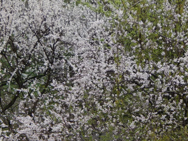 Spring scenes Stock Photos, Royalty Free Spring scenes Images ...