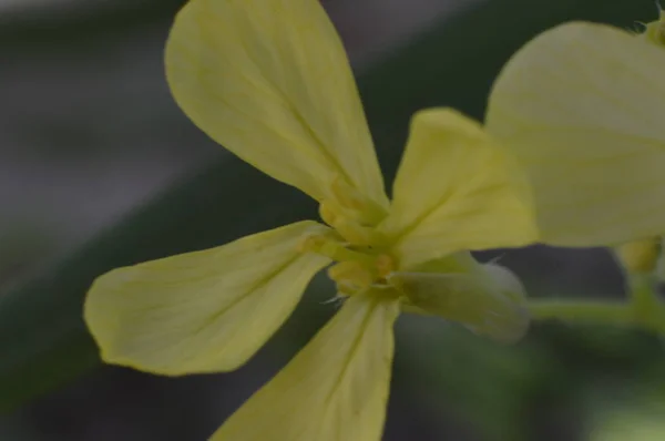 Sinapis nigra Stock Photos, Royalty Free Sinapis nigra Images ...