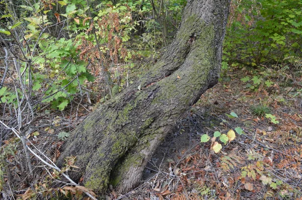 Limb tree Stock Photos, Royalty Free Limb tree Images | Depositphotos
